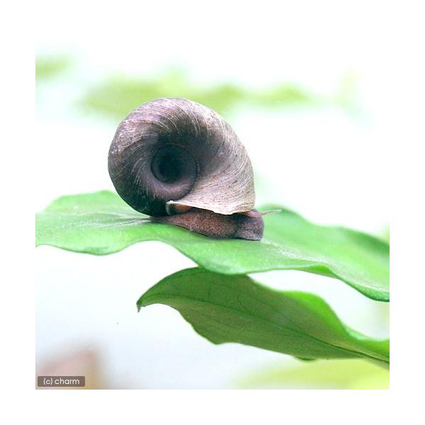 熱帯魚・エビ他　貝巻貝・ラムズホーン　ブルーラムズホーン　１匹　biotope　インドヒラマキガイ　20111126　ＮＡＯ　icrfo714エビ　hn377qlmエビ　wes0520_pd10_kktkai　MS0104　ebitop5_...