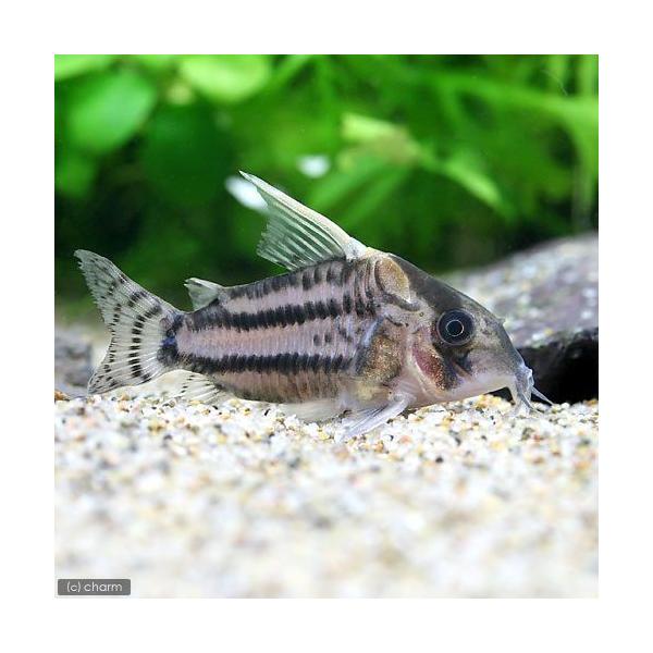 PF_SPQ　_aqua　sfset　fish_database　熱帯魚・エビ他　コリドラス　ショートノーズ　コリドラススーパーシュワルツィ　ラブレア産　ワイルド　１匹　ＣＷ０２８　Ｈｏｐｌｉｓｏｍａ　Ｃｏｒｙｄｏｒａｓ　ｓｐ．　ｓｃｈｗａ...