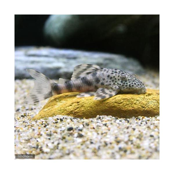 PF_SPQ　fish_database　熱帯魚・エビ他　プレコ　種類で選ぶ　タイガーペコルティア系　ウカヤリマーブルタイガープレコ　１匹　Ｌ００８　Ｌ２０５　Ｌ２３０　ＬＤＡ０７８　ぺコルティア系　特集　ペルーニュータイガープレコ　スポッ...