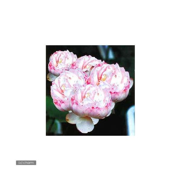 _gardening　ビオトープ　ガーデニング　水辺植物　ハス　hasu_10bai0731　all_plants　sp_gardenハス　tuihi_rotas0614　発芽待ちハス　set_hasu_tatou　育て方　育成方法　栽培方...