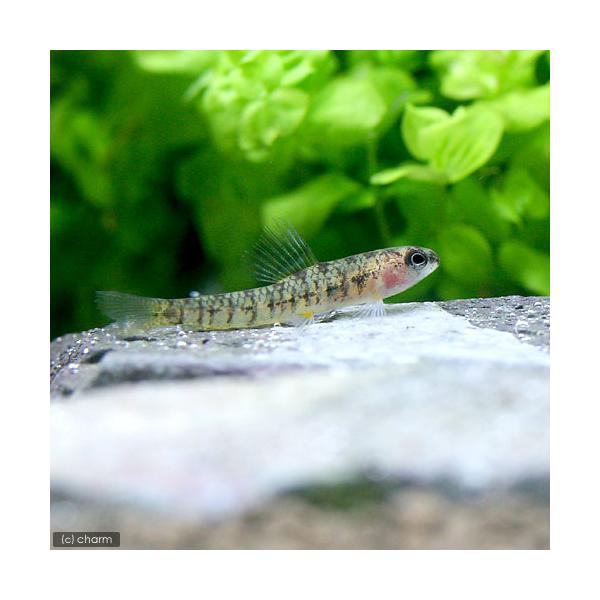 PF_SPQ　熱帯魚・エビ他　カラシン（テトラ等）　南米産（小型種）　ダーター・底物系　ペルビアングラスダーター・テトラ　ワイルド　１匹　rare_chara　Ｃｈａｒａｃｉｄａｅ　ｓｐ．　Ｃｈａｒａｃｉｄｉｕｍ　ｓｐ．　クリスタルダーター...