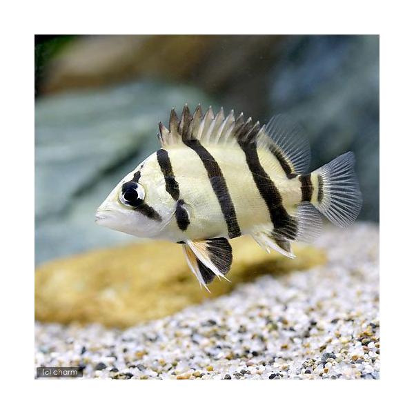 PF_SPQ　古代魚・大型魚　その他　fish_database　熱帯魚・エビ他　古代・大型魚　4バンド　ナンダス　Sサイズ　1匹　Datnioides　undecimradiatus　ダトニオ　フォーバータイガーフィッシュ　フォーバンドナ...