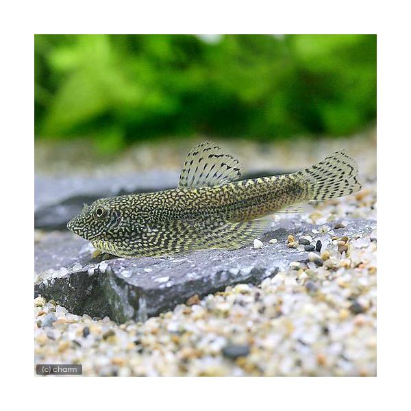 PF_SPQ　fish_database　熱帯魚・エビ他　ローチの仲間　タニノボリ・吸い付き系　セウェルリアｓｐ．“スポッテッド”　１匹　コイ（ラスボラ等）　Ｓｅｗｅｌｌｉａ　ｓｐ．　ａｌｂｉｓｕｅｒａ　Ｓｐｏｔｔｅｄ　Ｓｐｅｃｉａｌ　スペ...