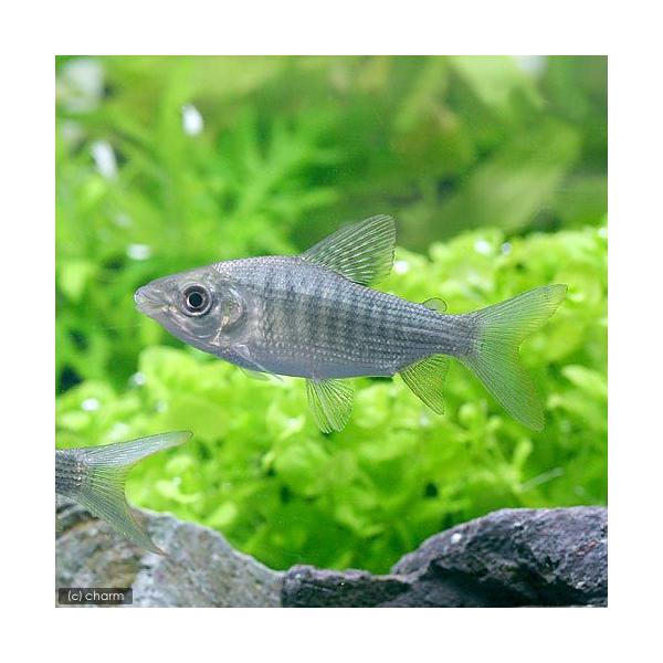 PF_SPQ　fish_database　熱帯魚・エビ他　カラシン（テトラ等）　南米産（中大型種）　グリーン・プロキロダス　１匹　Ｐｒｏｃｈｉｌｏｄｕｓ　ｎｉｇｒｉｃａｎｓ　レッドフィングリーンプロキロダス　ブラックプロキロダス　20120...