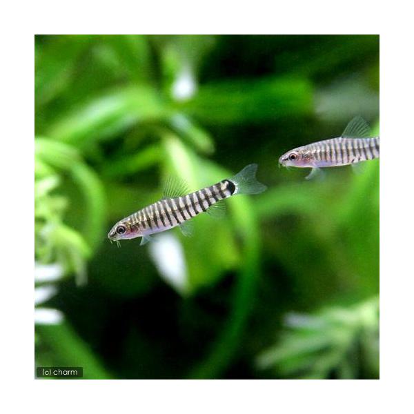 熱帯魚・エビ他　ローチの仲間　ドジョウ系　ピグミーマルチストライプ・ローチ　３匹　コイ　ラスボラ等　ローチ・ボーシャ　Ｙｕｎｎａｎｉｌｕｓ　Ｍｉｃｒｏｎｅｍａｃｈｅｉｌｕｓ　ｃｒｕｃｉａｔｕｓ　ベトナムマルチバンデッドゼブラローチ　ベトナム...