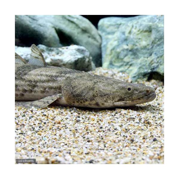 PF_SPQ　fish_database　熱帯魚・エビ他　古代・大型魚　ポリプテルス・エンドリケリー・エンドリケリー　ナイジェリア　ワイルド　１匹　Ｐｏｌｙｐｔｅｒｕｓ　ｅｎｄｌｉｃｈｅｒｉ　ｅｎｄｌｉｃｈｅｒｉ　20120331　MS・エ...