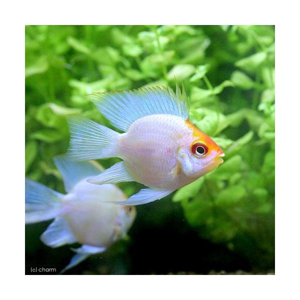 PF_SPQ　fish_database　熱帯魚・エビ他　シクリッド　種類で選ぶ　アピスト・ラミレジィ・他　バルーンブルーダイヤモンド・ラミレジィ　１匹　中南米産　バルーンブルーダイヤモンドラム　バルーンブルーダイヤモンドアピスト　バルーン...