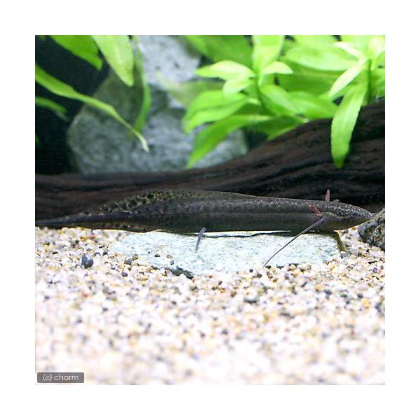 PF_SPQ　_aqua　sfset　古代魚・大型魚（その他）　fish_database　熱帯魚・エビ他　古代・大型魚　プロトプテルス・エチオピクス　１匹　Ｐｒｏｔｏｐｔｅｒｕｓ　aｅｔｈｉｏｐｉｃｕｓ　肺魚　ハイギョ　アフリカハイギョ　...