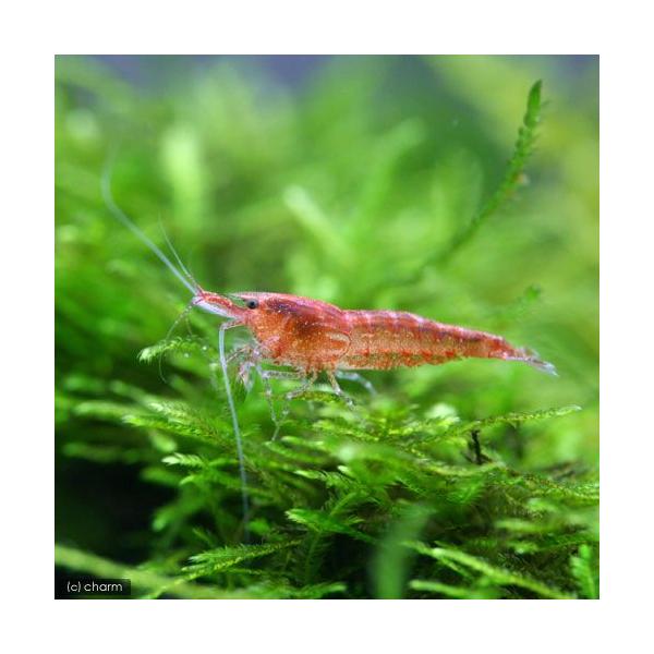 _aqua　熱帯魚・エビ他　その他エビ　ヌマエビ系　レッドヌマエビ　３匹　ヤマト・ミナミ　ビーシュリンプ・エビ　ミナミヌマエビ“レッド”　Ｎｅｏｃａｒｉｄｉｎａ　ｄｅｎｔｉｃｕlａｔａ　ｓｉｎｅｎｓｉｓ　ｈｅｔｅｒｏｐｏｄａ　ｖａｒ．　ミナ...