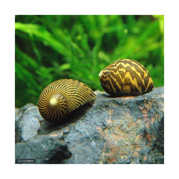 熱帯魚・エビ他　貝石巻・サザエ・フネアマ　イナズマカノコガイ　イナズマカノコ貝　稲妻鹿子貝　稲妻鹿の子貝　４匹　Ｎｅｒｉｔｉｎａ　ｓｐ．　ｐａｒａｌｅｌｌａ　Ｎｅｒｉｔｏｄｒｙａｓ　ｄｕｂｉａ　Ｖｉｔｔｉｎａ　ｖａｒｉｅｇａｔａ　ビオトープ...