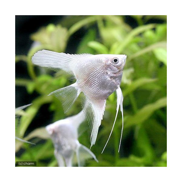 PF_SPQ　_aqua　fish_database　熱帯魚・エビ他　エンゼル・ディスカス　エンゼルフィッシュ　プラチナホワイトダイヤモンド　エンゼル　国産ブリード　１匹　ビギナーにオススメ　Ｐｔｅｒｏｒｈｙｌｌｕｍ　ｓｃａｌａｒｅ　ｖａｒ...