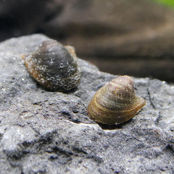 熱帯魚・エビ他　貝石巻・サザエ　コウモリカノコガイ　コウモリカノコ貝　１０匹　Ｎｅｒｉｔｉｎａ　ｔａｉｔｅｎｓｉｓ　ａｕｒｉｃｕｌａｔａ　tachiage淡水生体　蝙蝠鹿子貝　蝙蝠鹿の子貝　翼鹿子貝　翼鹿の子貝　バットマンスネール　ツバサカ...