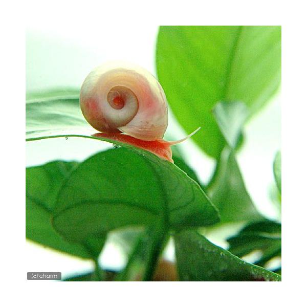 熱帯魚・エビ他　貝　巻貝・ラムズホーン　ピンクラムズホーン　４匹　ビギナーにオススメ　biotope　レッドラムション　インドヒラマキガイ　20120708　MS　x8gUA1CS　kokWukmC　9DiJMMKu　MS0104　top_...