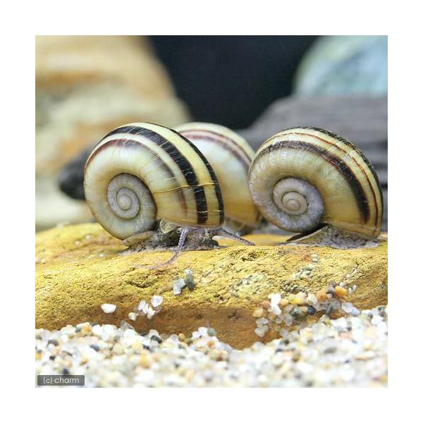 熱帯魚・エビ他　貝　巻貝・ラムズホーン　アンモナイト・スネール　５匹　tachiage淡水生体　古代　ホルン　リングスネイル　ジャイアントラムション　アンモナイトスネール　20120708　MS　ebitop5_140528　top_ebi...