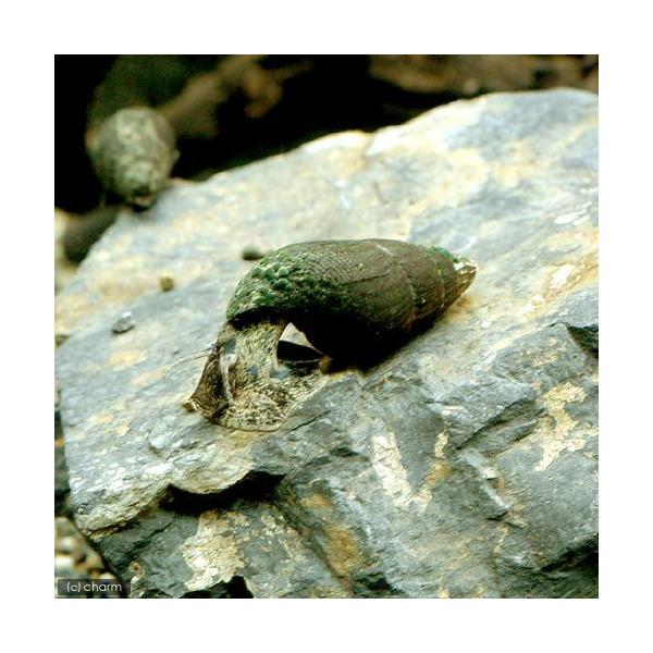 熱帯魚・エビ他　貝　タニシ・カワニナ　カワニナ　３０匹　食べさせる　Ｓｅｍｉｓｕｌｃｏｓｐｉｒａ　ｌｉｂｅｒｔｉｎａ　biotope　20120708　MS_kawaniebi　uZtH2AGk　P0h9n_FaWY97　MS0104　ng...