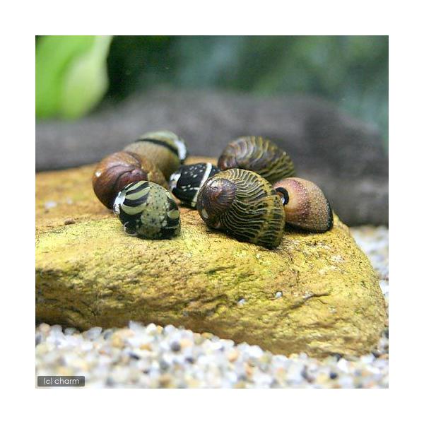 熱帯魚・エビ他　貝　カラー石巻貝　８匹　kaijyo　Ｃｌｉｔｈｏｎ　sｏwｅｒｂｉａｎｕs　ｏｕａｌａｎｉｅｎsｉs　sｕｂｐｕｎｃｔａｔｕs　ビオトープにおすすめの生体　姫鹿子貝　姫鹿の子貝　ヒメカノコガイ　20120708　MS　石巻...