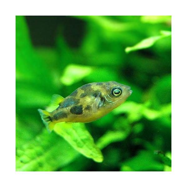 熱帯魚・エビ他　その他の熱帯魚　フグ・パファーの仲間　アベニー・パファー　１２匹　フグの仲間　huguu0808　アベニールフグ　マーブルアベニーパファー　淡水フグ　Ｃａｒｉｎｏｔｅｔｒａｏｄｏｎ　Ｔｅｔｒａｏｄｏｎ　ｔｒａｖａｎｃｏｒｉｃ...
