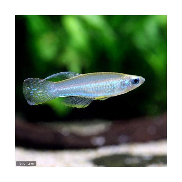 熱帯魚・エビ他　ランプアイ・卵生メダカ　ランプアイ系　アプロケイリクティス・マクロフタルマス　１２匹　メダカの仲間　cool　アプロケイリクティスマクロフタルムス　ルクソフタルムス　エメラルドグリーンランプアイ　20120708　MS　co...