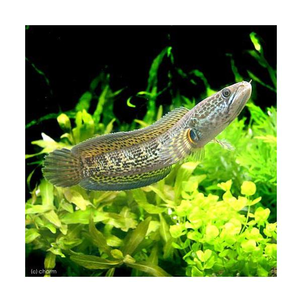 PF_SPQ　_aqua　sfset　fish_database　熱帯魚・エビ他　ベタ・グラミー・アナバス　スネークヘッド・他　１匹　ベタ・グラミー　その他　Ｃｈａｎｎａ　ａｕｒａｎｔｉｍａｃｕｌａｔａ　バイオレットスネークヘッド　チャンナ...