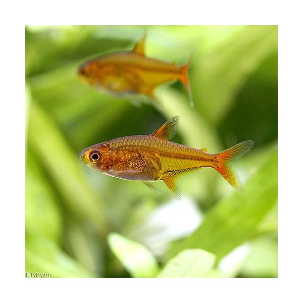 熱帯魚・エビ他　カラシン　テトラ等　南米産　小型種　ハイフェソブリコン　細身系　ファイアー・テトラ　３０匹　otonagai＾ooguti　Ｈｙｐｈｅｓｓｏｂｒｙｃｏｎ　ａｍａｎｄａｅ　ファイヤーテトラ　レッドテトラ　アマンダエテトラ　小型...