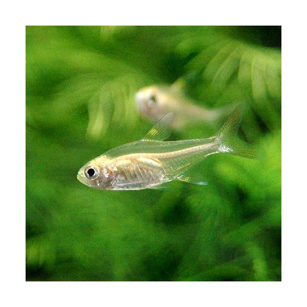 _aqua　熱帯魚・エビ他　カラシン　テトラ等　南米産　小型種　ゴールデン・プリステラ　１２匹　Ｐｒｉｓｔｅｌｌａ　ｍａｘｉｌｌａｒｉｓ　ｖａｒ．　20120704　HTK　_gdnprsfis　tksnknit_1000　kaijyo　q...