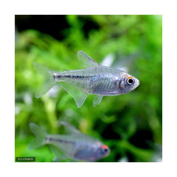 熱帯魚・エビ他　カラシン　テトラ等　南米産　小型種　モンクホーシャ系　ダイヤモンド・テトラ　20120704　HTK　ApAcRqIk　MS0104　熱帯魚生体　kaijyo　tansui60　top_fish0905　topfish031...