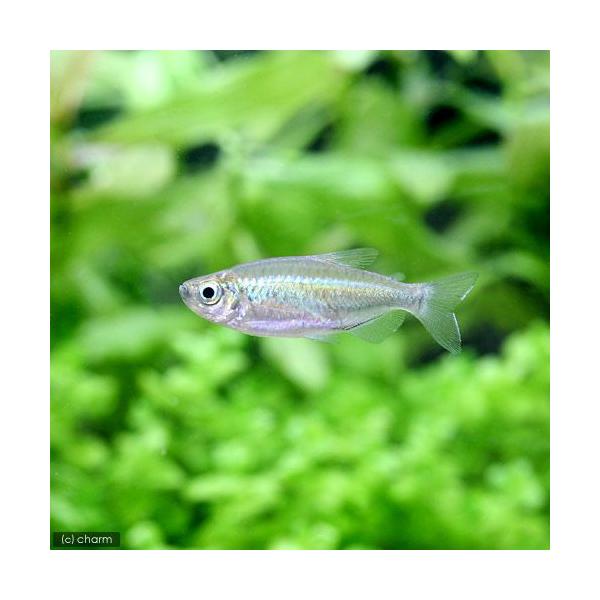 熱帯魚・エビ他　カラシン　テトラ等　アフリカ産　▼　コンゴテトラ　Sサイズ　コンゴーテトラ　10匹　Phenacogrammus　interruptus　20120704　HTK　kaijyo　ZzWdN0CY　africantropica...