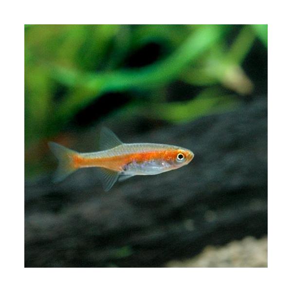 熱帯魚・エビ他　コイ（ラスボラ等）　種類で選ぶ　ミクロラスボラ系　アジアンカージナルラスボラ　９匹　Ｍｉｃｒｏｒａｓｂｏｒａ　ｓｐ．　ｒｕｂｅｓｃｅｎｎｓ　ブラッドレッドラスボラ　20120704　HTK　fishtop3_150506　t...