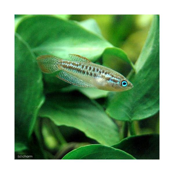 _aqua　熱帯魚・エビ他　グラミー・アナバス　グラミー・リコリス　ピグミーグラミー　ピグミーグーラミー　ピグミーグーラミィ　３匹　fish_databaseグラミー　グラミーの仲間　ビギナーにオススメ　小型グラミー　reotbd11　tc...