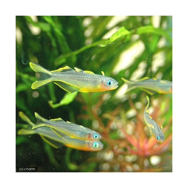 熱帯魚・エビ他　レインボーフィッシュ　ポポンデッタフルカタ　Ｐseudomugil　furcatus　Ｐｏｐｏｎｄｅｔｔａ　シュードムギルフルカタ　ポポンデッタレインボー　フォークテールレインボー　shrimp-mate　kaijyo　ta...