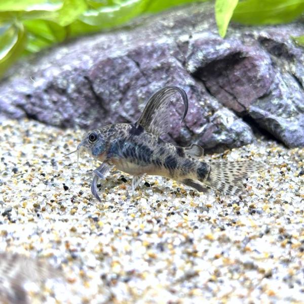 熱帯魚・エビ他　コリドラス　ショートノーズ　コリドラス・パレアタス　ハイフィン　３匹　ビギナーにオススメ　Ｈｏｐｌｉｓｏｍａ　ｐａｌｅａｔｕｍ　Ｃｏｒｙｄｏｒａｓ　ｐａｌｅａｔｕｓ　ｖａｒ．　青コリ　花コリ　ハイフィンパレアトゥス　2012...