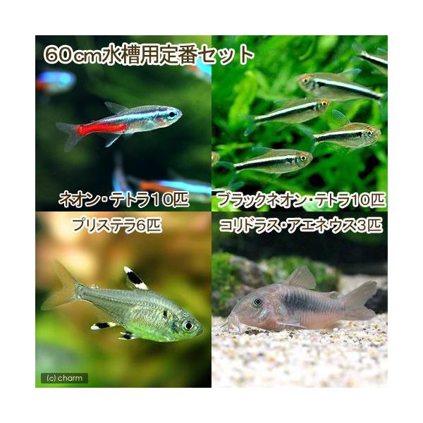 熱帯魚・エビ他　カラシン　テトラ等　南米産　小型種　カージナル・ネオン系　ハイフェソブリコン　細身系　その他小型種　コリドラス　ショートノーズ　６０ｃｍ水槽用　小型魚　ビギナーにオススメ　seitai_set　Ｐａｒａｃｈｅｉｒｏｄｏｎ　ｉ...