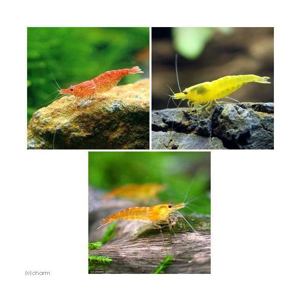 cherry_set　熱帯魚・エビ他　ヌマエビ系　チェリーレッドシュリンプ　イエローチェリーシュリンプ　オレンジチェリーシュリンプ　９匹　チェリー・トリオeitai_set　20120721　ＤＫ　MS0104　エビ生体　kaijyo　be...