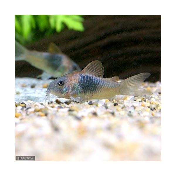 熱帯魚・エビ他　コリドラス　ショートノーズ　コリドラス・ベネズエラオレンジ　６匹　ビギナーにオススメ　Ｃｏｒｙｄｏｒａs　ｖｅｎｅｚｕｅｌａｎｕs　Ｃw０２６　エクエス　エクエスオレンジ　アエネウスベネズエラオレンジ　ベネズエラヌス　201...