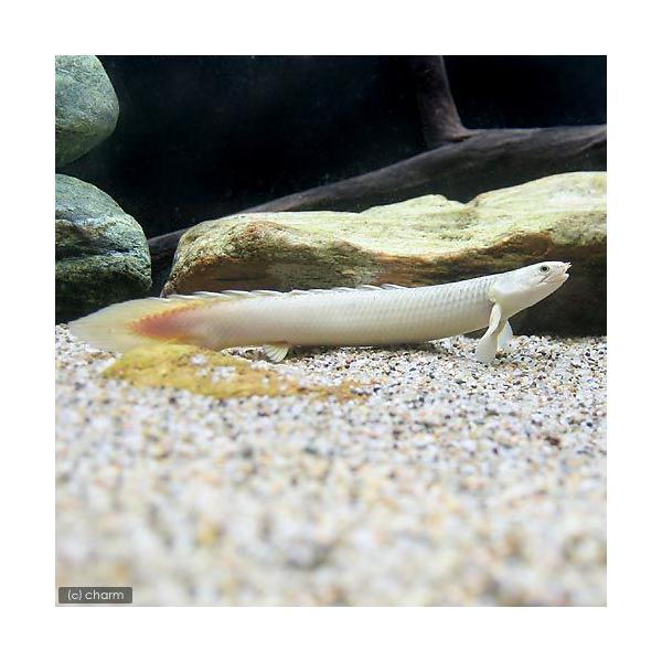 PF_SPQ　fish_database　熱帯魚・エビ他　古代・大型魚　ポリプテルス・セネガルス　ＭＳサイズ　１匹　ビギナーにオススメ　Ｐｏｌｙｐｔｅｒｕｓ　ｓｅｎｅｇａｌｕｓ　aqua_life201　20121008　ＳＹ　saki27...