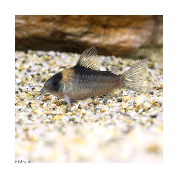 PF_SPQ　_aqua　sfset　fish_database　熱帯魚・エビ他　コリドラス　エレガンスタイプ　コリドラス・ナイスニィ　ワイルド　１匹　ショートノーズ　Ｇａｓｔｒｏｄｅｒｍｕｓ　Ｃｏｒｙｄｏｒａｓ　ｎｉｊｓｓｅｎｉ　コリドラ...
