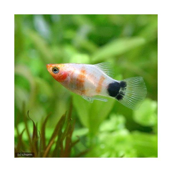 PF_SPQ　熱帯魚・エビ他　プラティ・卵胎生メダカ　プラティの仲間　ホワイトタイガーミッキーマウス・プラティ　３匹　メダカの仲間　Ｘｉｐｈｏｐｈｏｒｕｓ　ｍａｃｕｌａｔｕｓ　ｖａｒ．　ブリーディングハートレッドタイガーミッキーマウスプラテ...