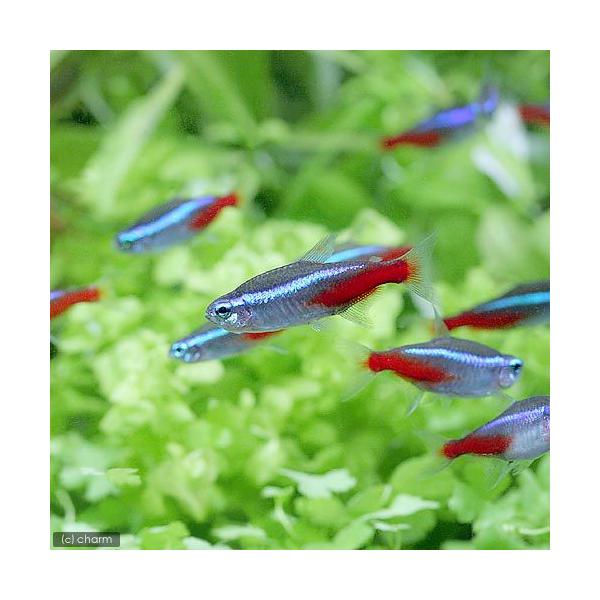 _aqua　熱帯魚・エビ他　カラシン　テトラ等　南米産　小型種　カージナル・ネオン系　ネオンテトラ　Ｌサイズ　１０匹　ビギナーにオススメ　seitaitop3　Ｐａｒａｃｈｅｉｒｏｄｏｎ　ｉｎｎｅｓｉ　20121221　ＹＩ　w41a8qf...