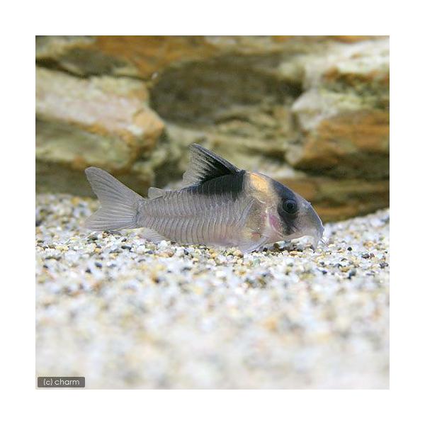 PF_SPQ　_aqua　fish_database　熱帯魚・エビ他　コリドラス　ショートノーズ　コリドラス・バーゲシー　ワイルド　１匹　Ｈｏｐｌｉｓｏｍａ　Ｃｏｒｙｄｏｒａｓ　ｂｕｒｇｅｓｓｉ　corydoras_roach　201301...