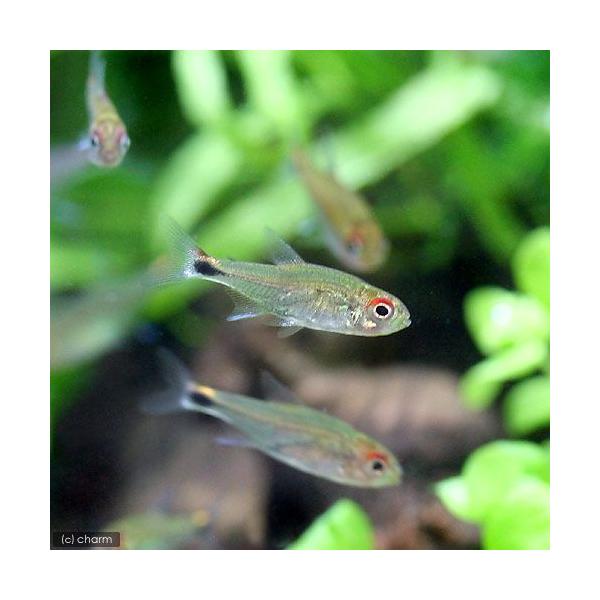 _aqua　熱帯魚・エビ他　カラシン（テトラ等）　南米産（小型種）　その他小型種　ホタルテトラ　ミックス　１０匹　Ａｘｅｌｒｏｄｉｄｉａ　sｔｉｇｍａｔｉａs　rare_chara　小型水槽用小型カラシン　20130117　SY　gIPaR...