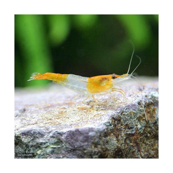 熱帯魚・エビ他　ヌマエビ系　オレンジルリー・シュリンプ　５匹　ビーシュリンプ・エビ　オレンジリリーシュリンプ　rili_cherry　20130121　MS　fs13cd_one　kmwr_fish_cherrysh　ct6qUpU1　nu...