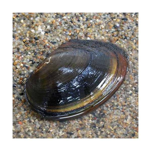 熱帯魚・エビ他　貝　二枚貝　ドブガイ　６匹　日本産淡水魚　ドブガイＡ型　20130121　MS　ビオトープ　水質浄化　アオコ対策　タナゴ　Ｓｉｎｏｄｏｎｔａ　ｗｏｏｄｉａｎａ　akisanrantanago　MS0104　bnr_aktng...