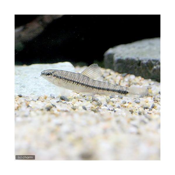 PF_SPQ　fish_database　熱帯魚・エビ他　カラシン　テトラ等　南米産　小型種　ダーター・底物系　ダーター・テトラ　ワイルド　１匹　ｓｐ．　Ｃｏｌｏｍｂｉａ　Ｃｈａｒａｃｉｄｉｕｍ　ｓｔｅｉｎｄａｃｈｎｅｒｉ　20130130...