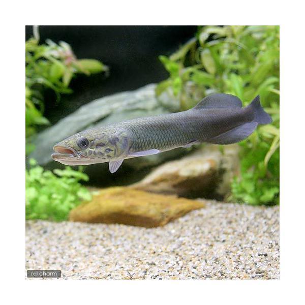 PF_SPQ　_aqua　sfset　fish_database　熱帯魚・エビ他　古代・大型魚　アロワナ・近縁種　ピラルク　Ｓサイズ　１匹　Ａｒａｐａｉｍａ　ｇｉｇａｓ　ピラルクー　20130214　MS　MS0104　kaijyo　fis...