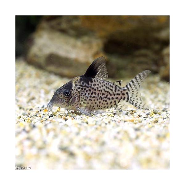PF_SPQ　_aqua　fish_database　熱帯魚・エビ他　コリドラス　セミロングノーズ　コリドラス・アガシジィ　コロンビア　ワイルド　１匹　Ｂｒｏｃｈｉｓ　Ｃｏｒｙｄｏｒａｓ　ｓｐ．　corydoras_roach　201302...