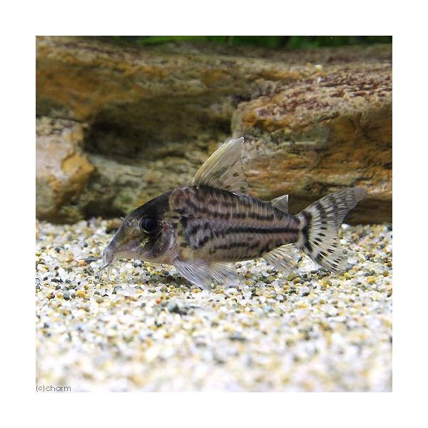 PF_SPQ　_aqua　sfset　熱帯魚・エビ他　コリドラス　セミロングノーズ　コリドラスプルケールイレギュラーバンド　ワイルド　１匹　プルクラ　Ｂｒｏｃｈｉｓ　ｐｕｌｃｈｒａ　Ｃｏｒｙｄｏｒａｓ　ｐｕｌｃｈｅｒ　corydoras_r...