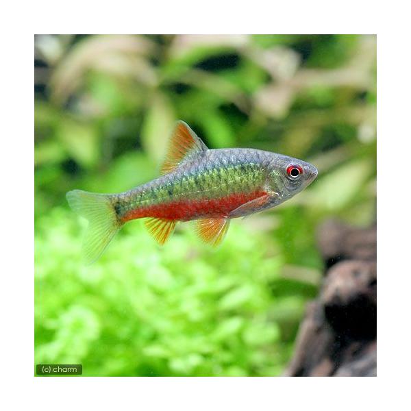 PF_SPQ　_aqua　fish_database　熱帯魚・エビ他　コイ　ラスボラ等　種類で選ぶ　バルブ　プンティウス　系　グリーンバルブ　１匹　小型種　Ｂａｒｂｏｄｅｓ　Ｐｕｎｔｉｕｓ　ｓｅｍｉｆａｓｃｉｏｌａｔｕｓ　20130321　...