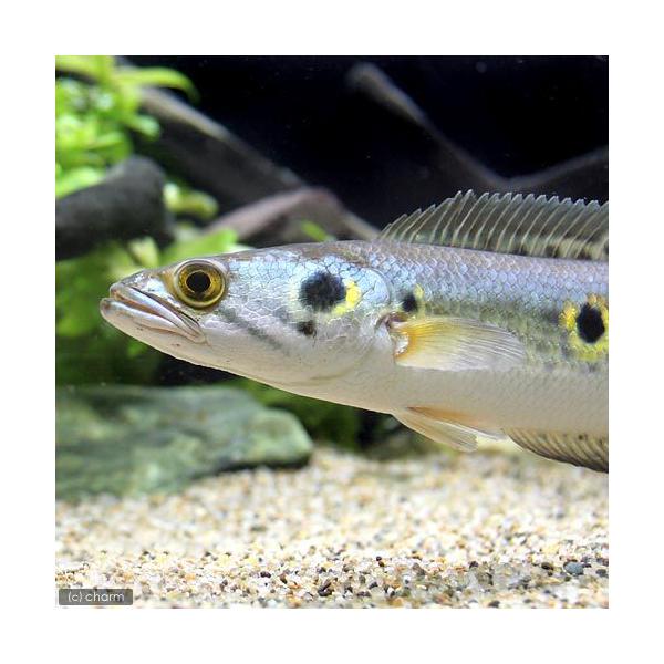 PF_SPQ　_aqua　sfset　fish_database　熱帯魚・エビ他　ベタ・グラミー・アナバス　スネークヘッド・他　オセレイトスネークヘッド　１５〜１８ｃｍ　１匹　ベタ・グラミー　その他　フラワートーマン　オセラータススネークヘ...