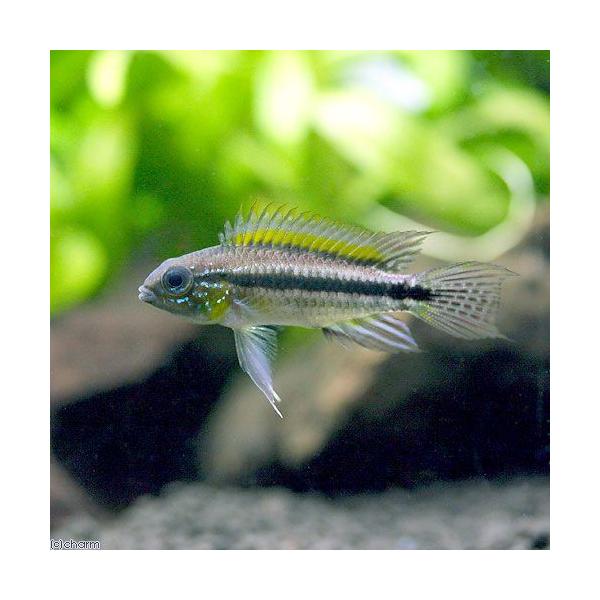 PF_SPQ　_aqua　sfset　fish_database　kaijyo　熱帯魚・エビ他　シクリッド　種類で選ぶ　アピスト・ラミレジィ・他　アピストグラマ・ビタエニアータ　ナナイ　ワイルド　１ペア　中南米産　Ａｐｉｓｔｏｇｒａｍｍａ　...