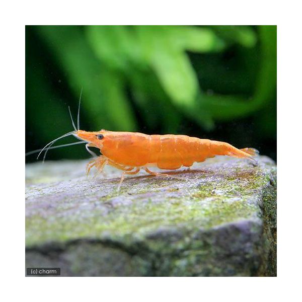 熱帯魚・エビ他　その他エビ　ヌマエビ系　オレンジフローレセントシュリンプ　florescent_cherry　Ｎｅｏｃａｒｉｄｉｎａ　ｄｅｎｔｉｃｕｌａｔａ　ｓｉｎｅｎｓｉｓ　ｈｅｔｅｒｏｐｏｄａ　ｖａｒ．“Ｏｒａｎｇｅ”　オレンジファイア...